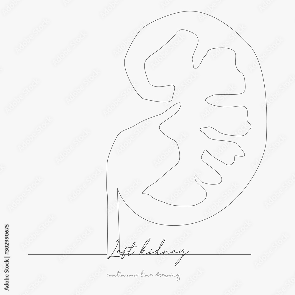 continuous line drawing. left kidney. simple vector illustration. left ...