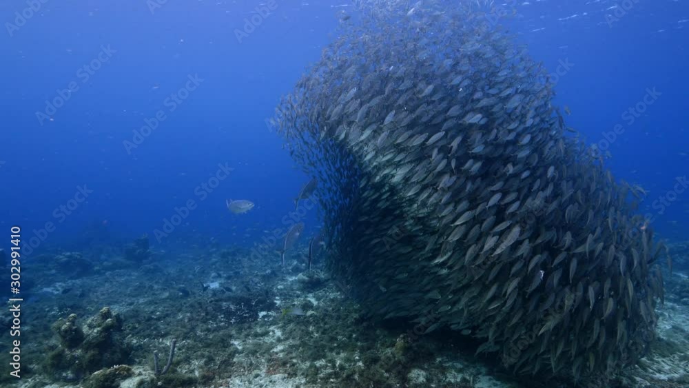 Bait ball / school of fish in turquoise water of coral reef in ...