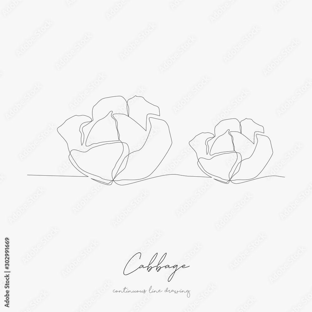 continuous line drawing. cabbage. simple vector illustration. cabbage ...
