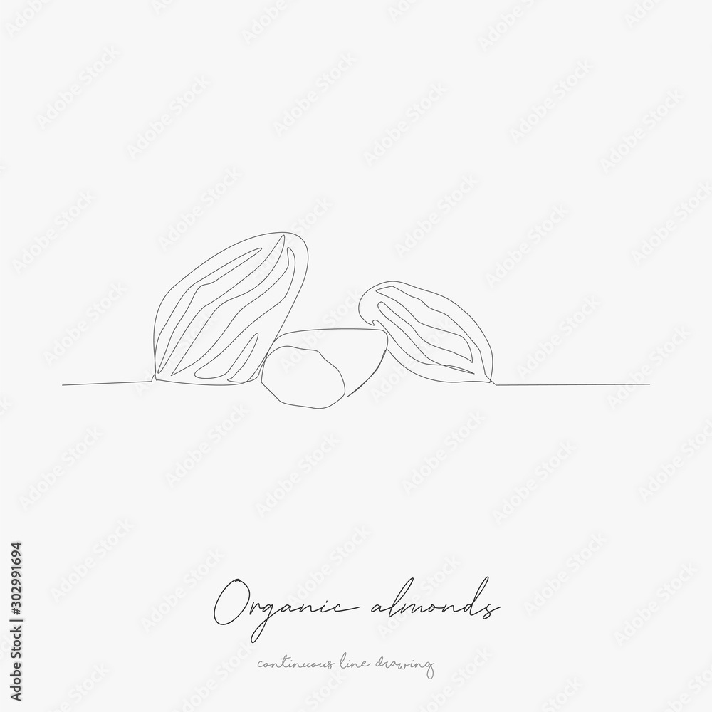 Continuous Line Drawing Organic Almonds Simple Vector Illustration