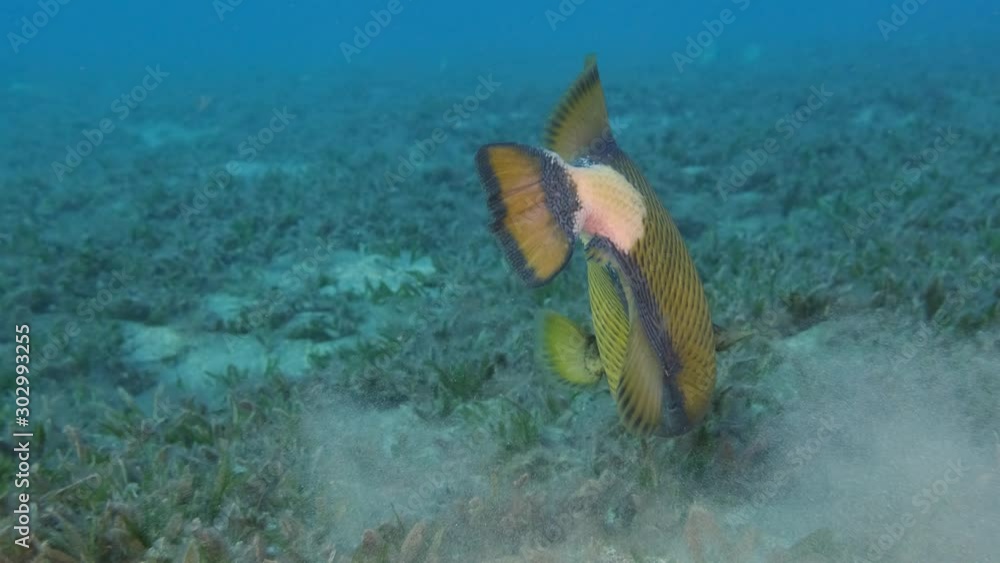 Close up of triggerfish hunts washing out sand on the seabed covered ...