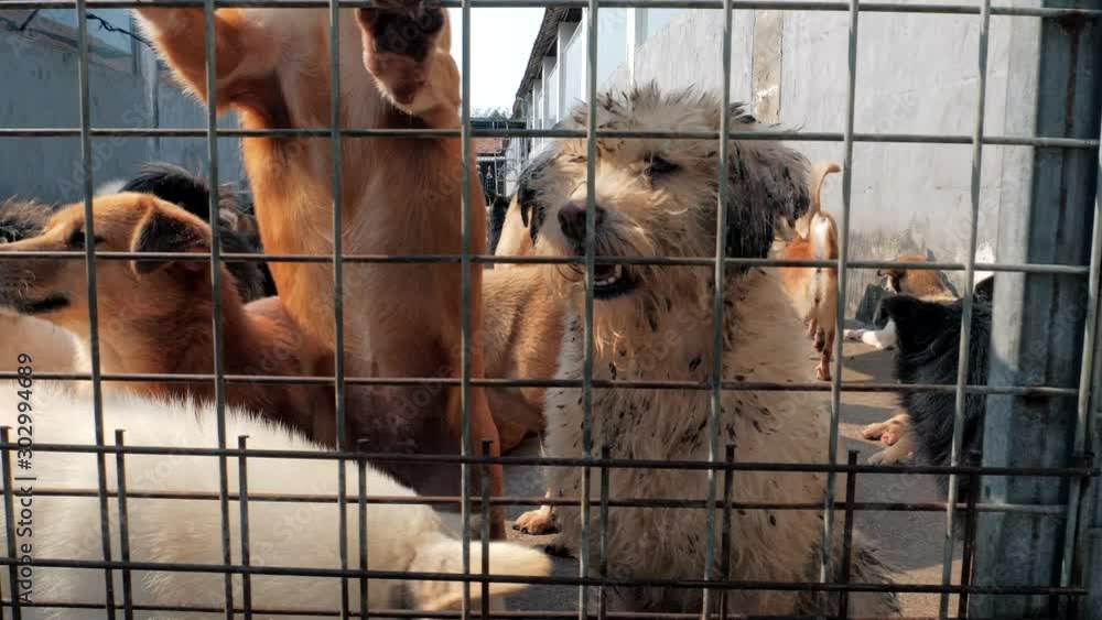Unwanted and homeless dogs of different breeds in animal shelter ...