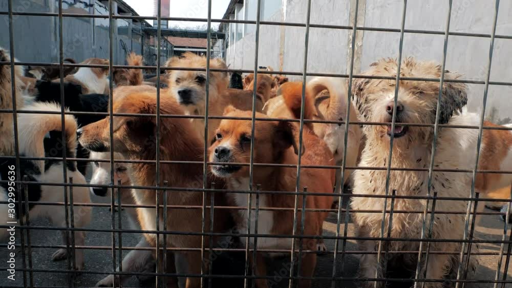 Unwanted and homeless dogs of different breeds in animal shelter ...