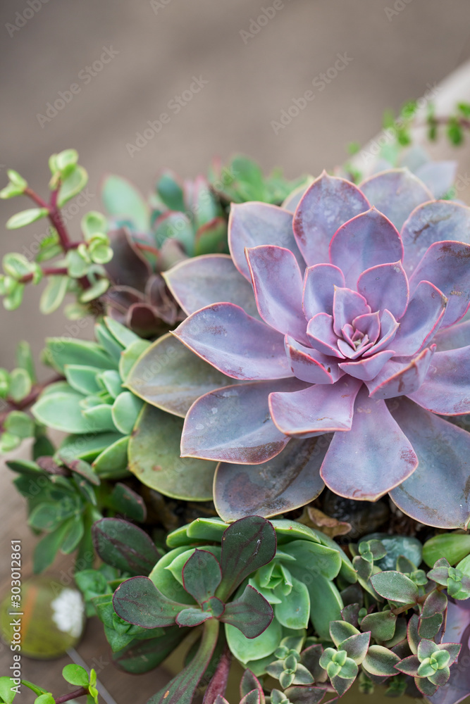 Colorful succulent plants Stock Photo | Adobe Stock