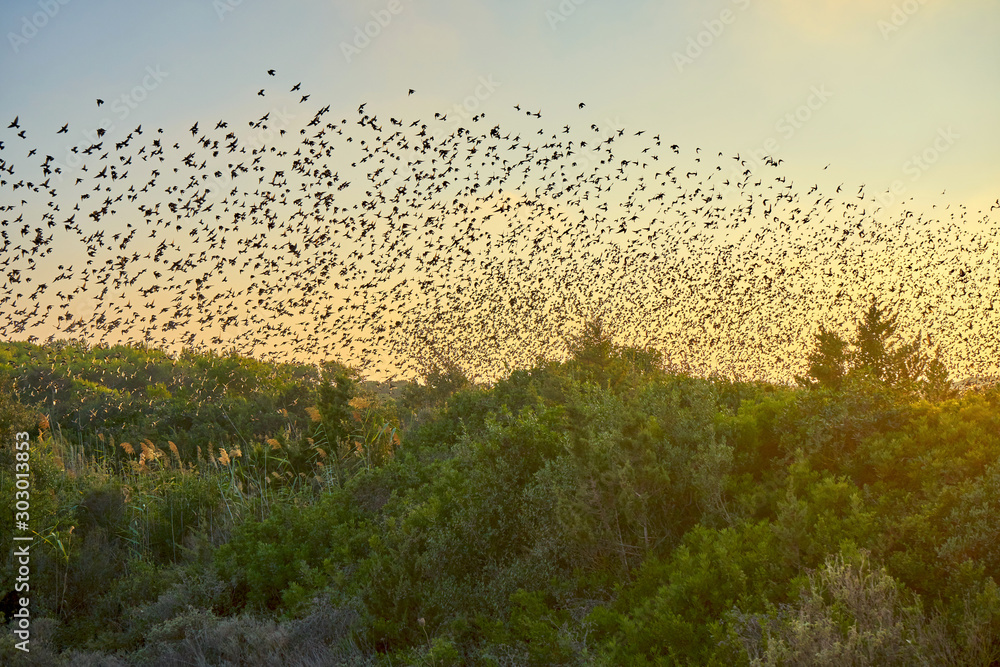 Thousands Of Migrating Birds Flying Together Above A Wetland Area At ...