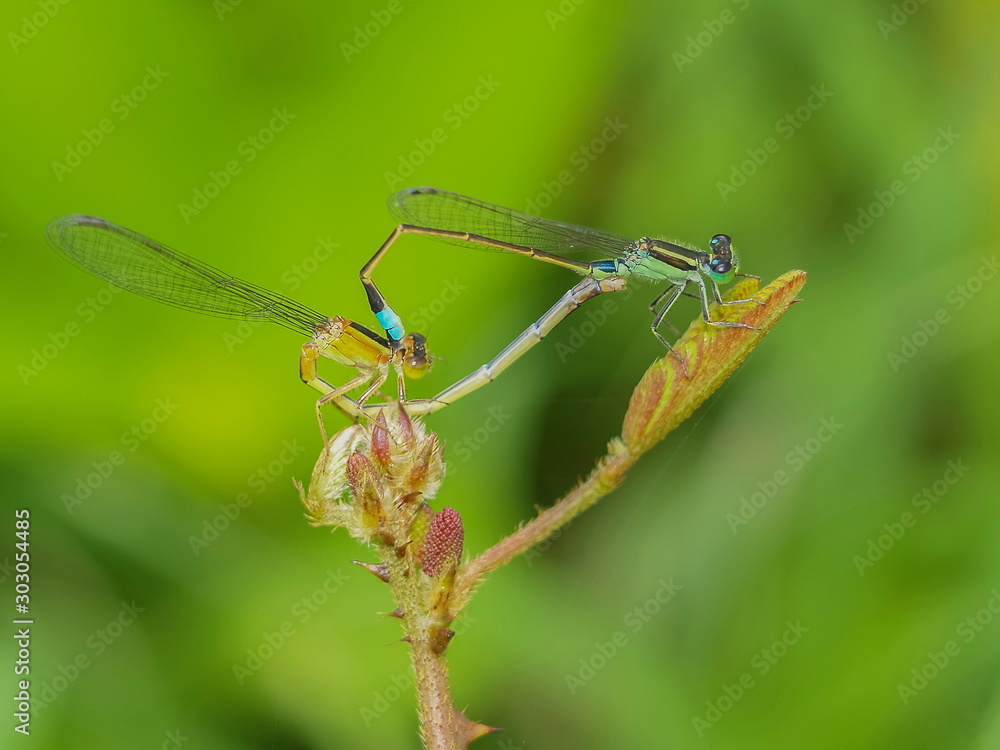Coenagrionidae Narrow Winged