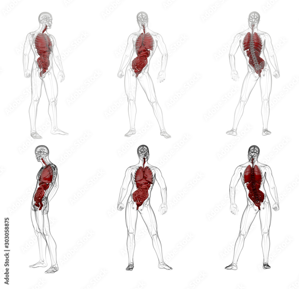 3d rendering medical illustration of the human digestive system and ...