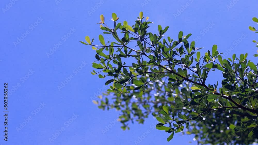 Close up leaves of Black Afara tree in the wind, Leaves of Terminalia ...