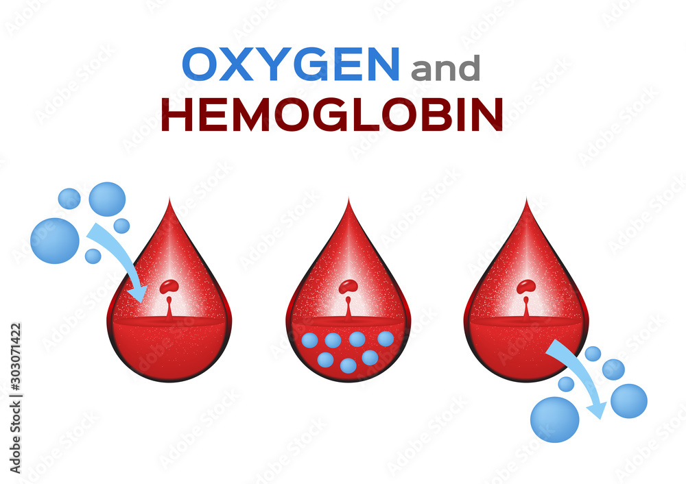 oxygen and red blood cell , gas exchange in hemoglobin vector . anatomy ...