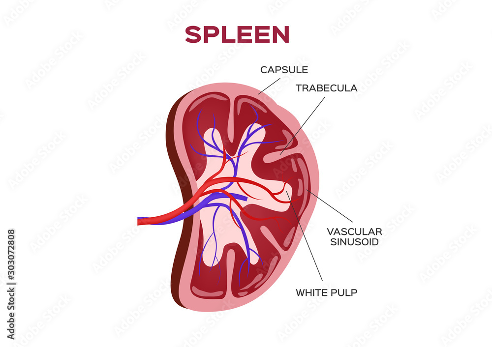 spleen vector anatomy / organ Stock Vector | Adobe Stock