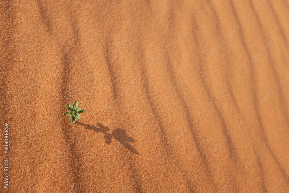 A young plant on a desert. Life in the desert, New Life. Riyadh, Saudi ...