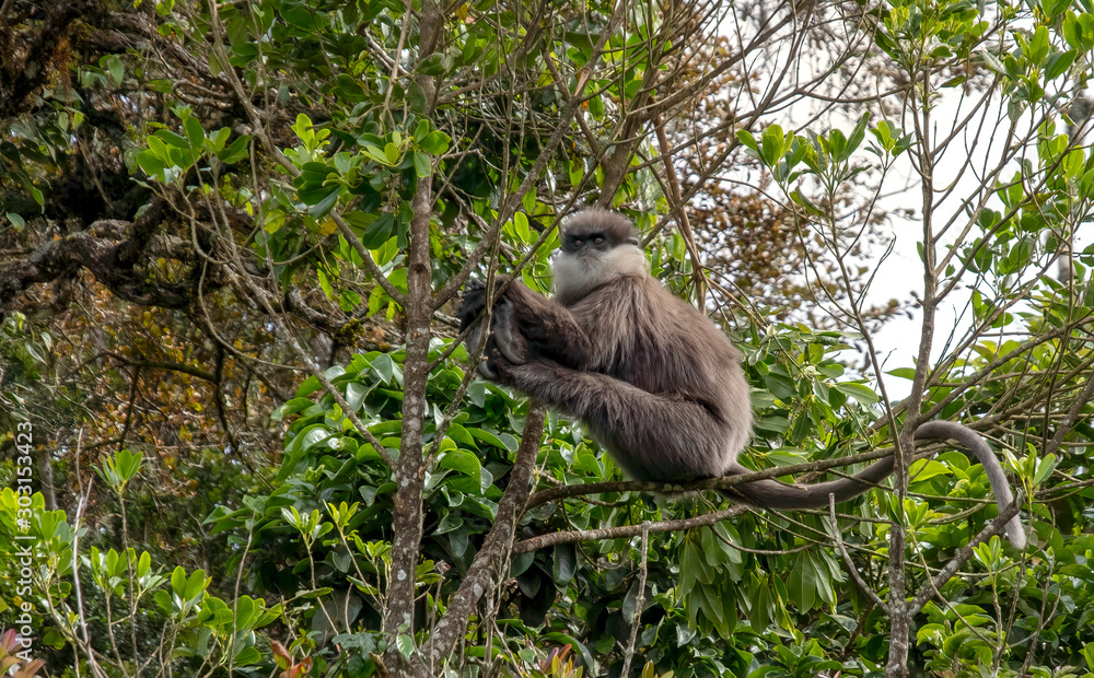Purple-faced Langur (Trachypithecus vetulus), Horton Plains National ...