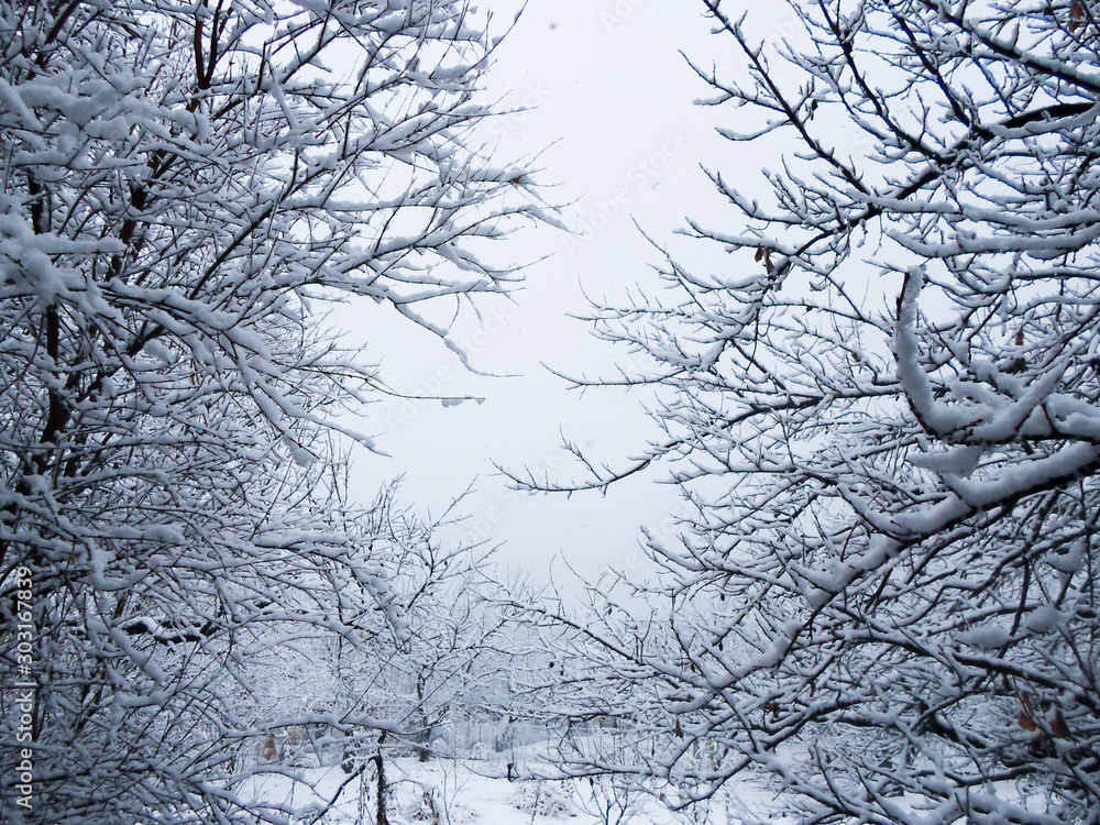 trees covered in heavy snow in October during the first snowfall of the ...