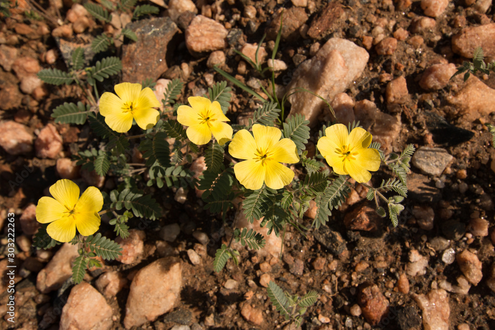 Morgenstern in der Wüste Namib Stock Photo | Adobe Stock