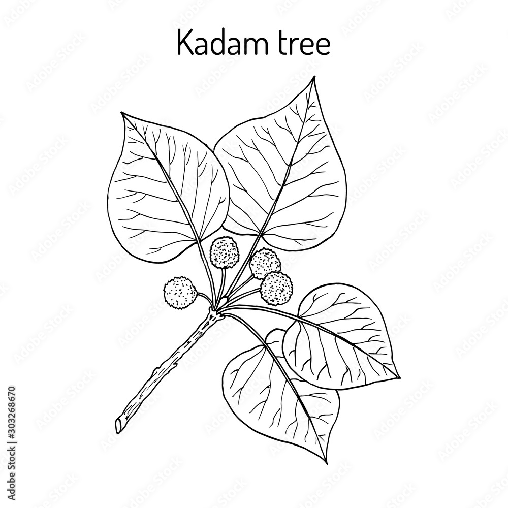 Kadam tree, or burflower-tree, medicinal plant Stock Vector | Adobe Stock