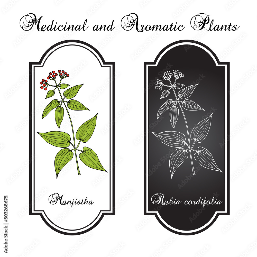 Manjistha Rubia cordifolia , or Indian madder, medicinal plant Stock ...
