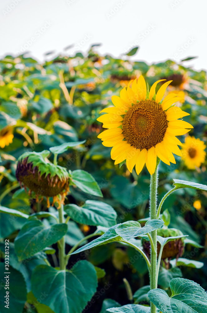Sunflower Scenery Pictures | Best Flower Site