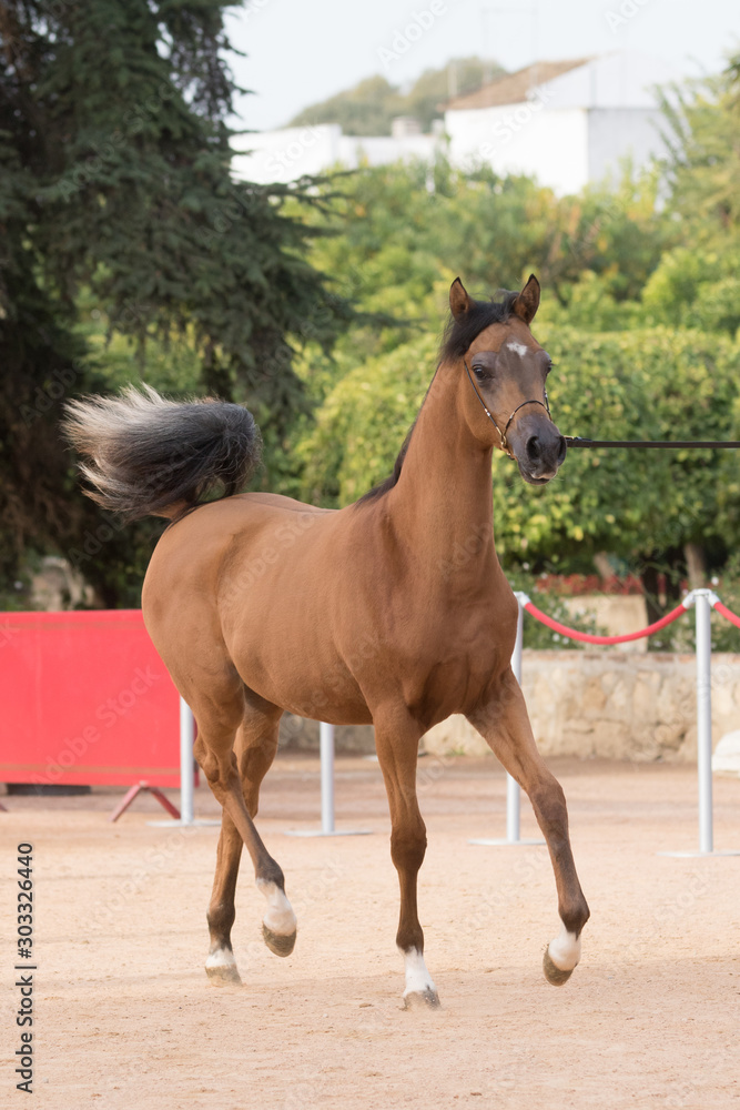Caballo de pura raza árabe en una competición de morfología Stock Photo ...