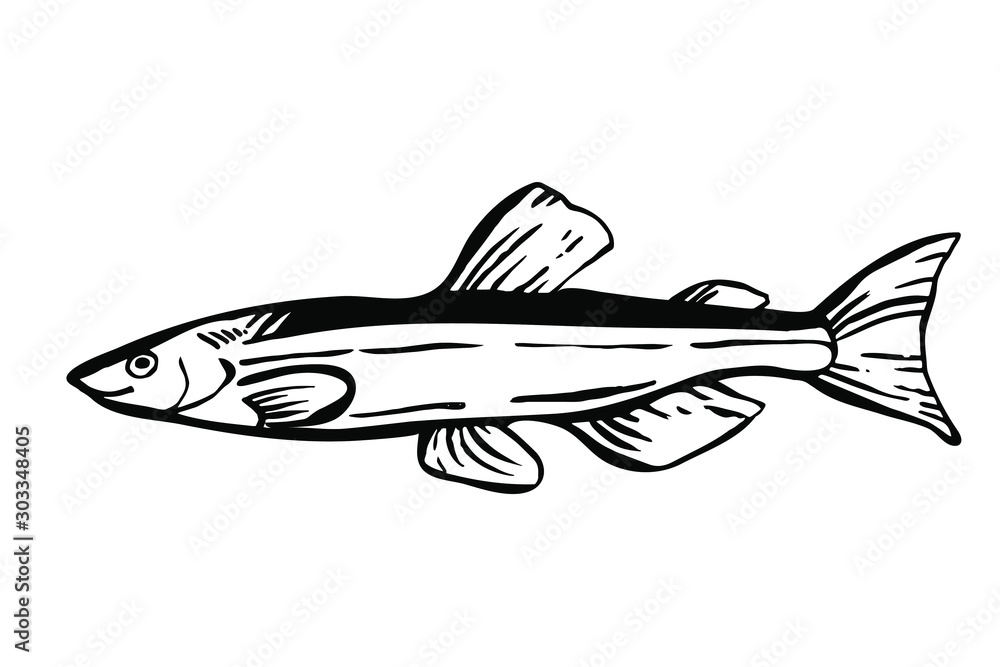 Vecteur Stock Hand drawn Sketch Capelin fish. Seafood design elements ...