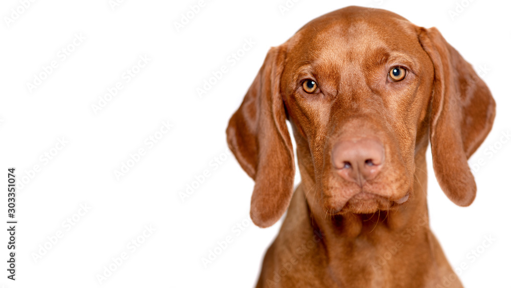 Beautiful young male magyar vizsla dog studio portrait. Vizsla pointer ...