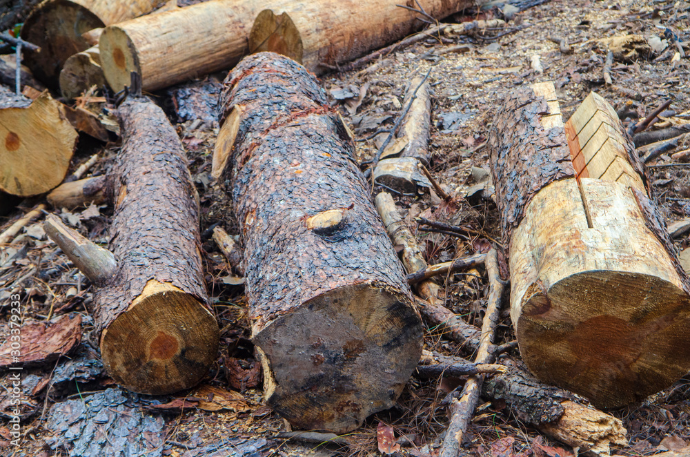 madera cortada Stock Photo | Adobe Stock