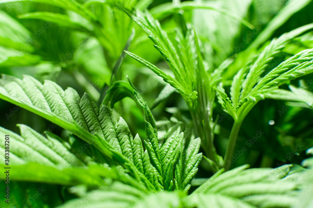 SoG hemp cultivation technique. Growing pot in groutent. Vegetative stage of marijuana growth ...