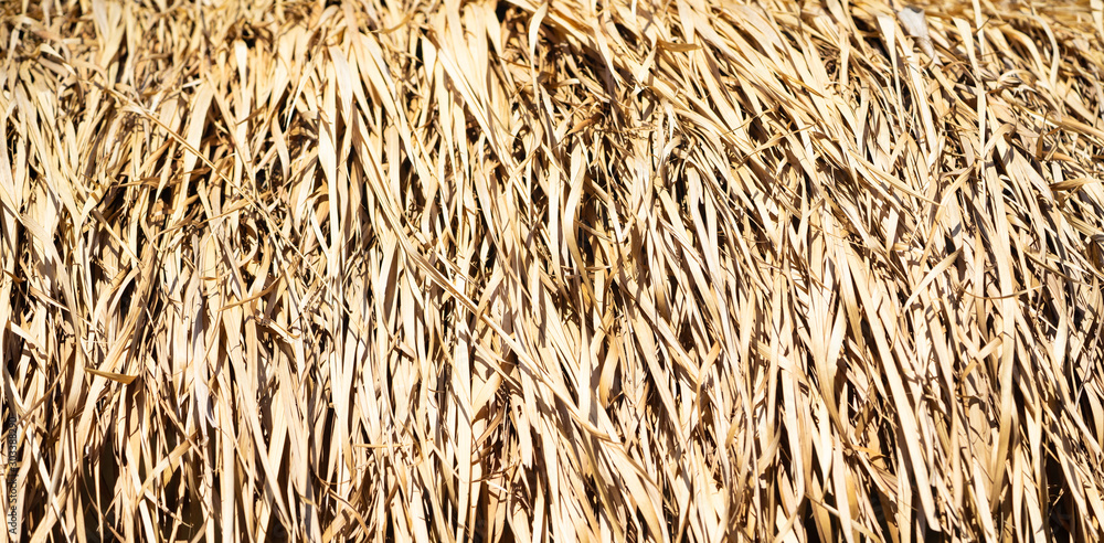Poster Thatch roof background, hay or dry grass background, Thatch roof ...