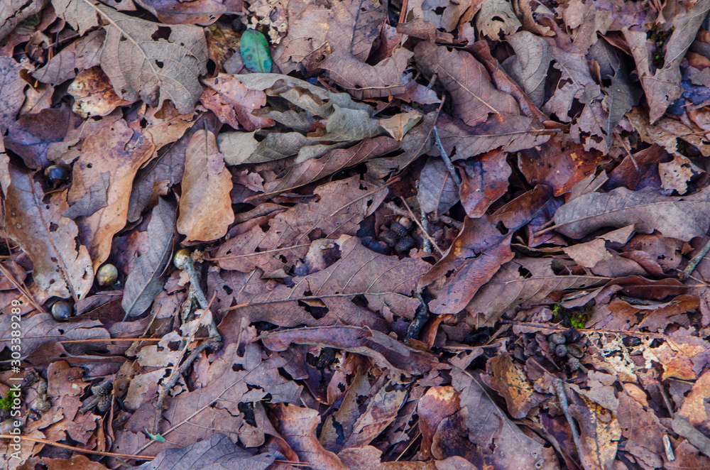 hojas secas Stock Photo | Adobe Stock