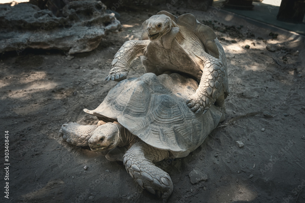 Mock Turtle Hot Sex Picture