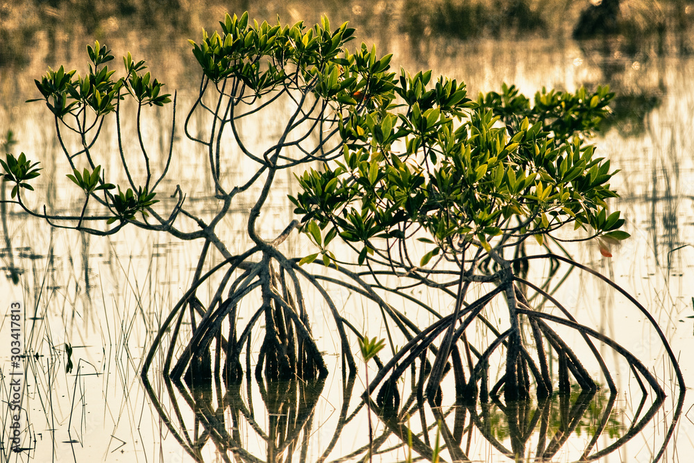 Red Mangrove Tree