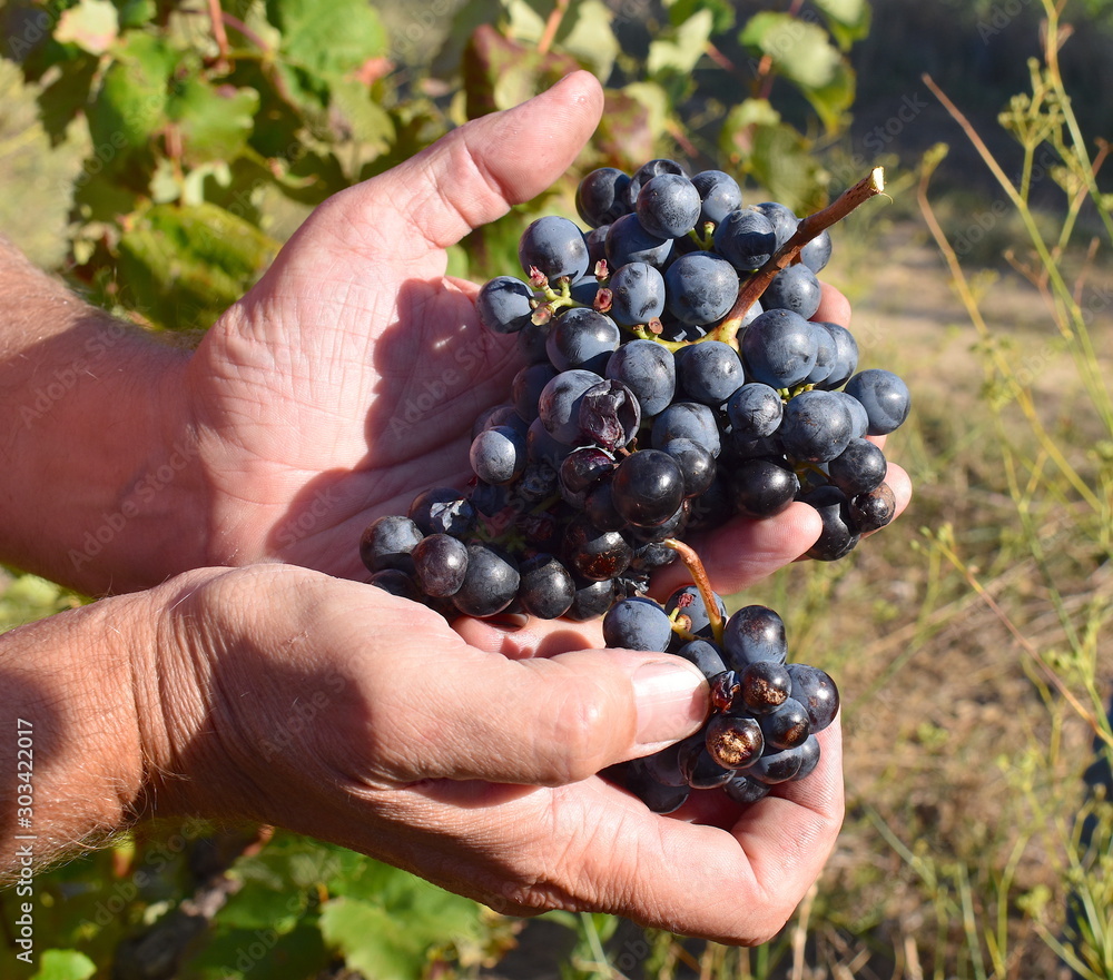 Foto de Grapes are ready for picking when they feel soft to the touch ...