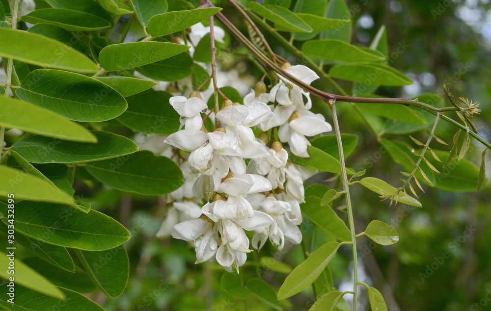Abundant flowering acacia branch of Robinia pseudoacacia, false acacia ...