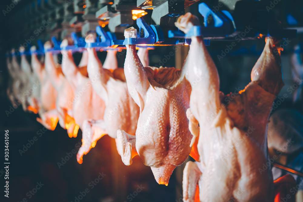 bird chicken factory line hang poultry industry Stock Photo | Adobe Stock