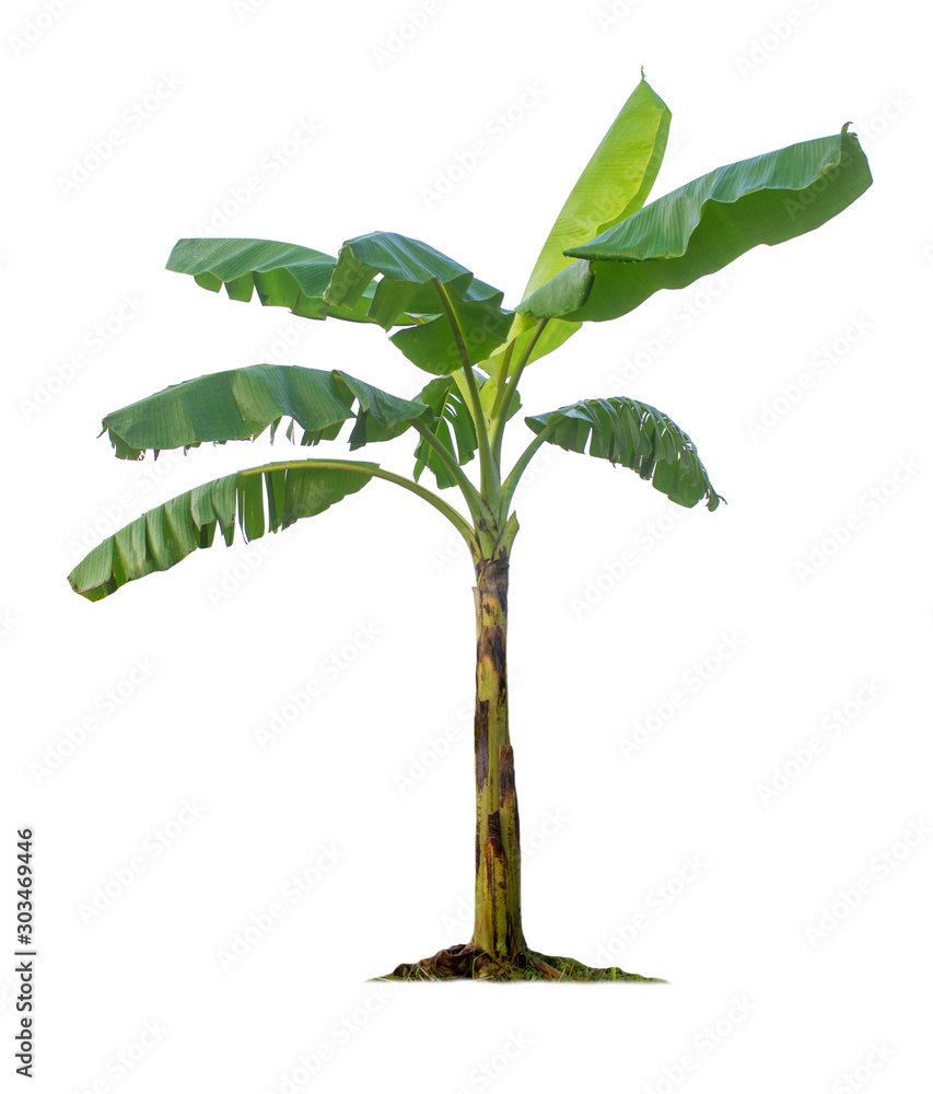 Banana tree isolated on white background Stock Photo | Adobe Stock