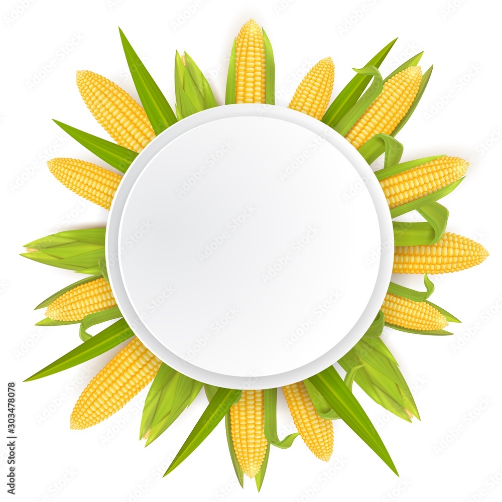 Sweet corn frame template, vector realistic illustration Stock ...