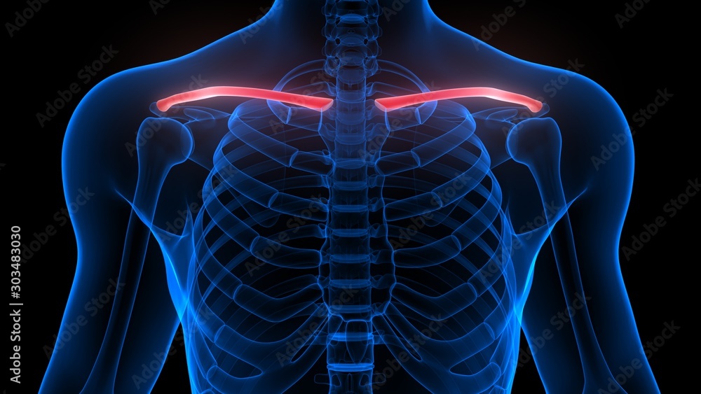 Human Skeleton System Clavicle Bone Joints Anatomy X-ray 3D rendering ...