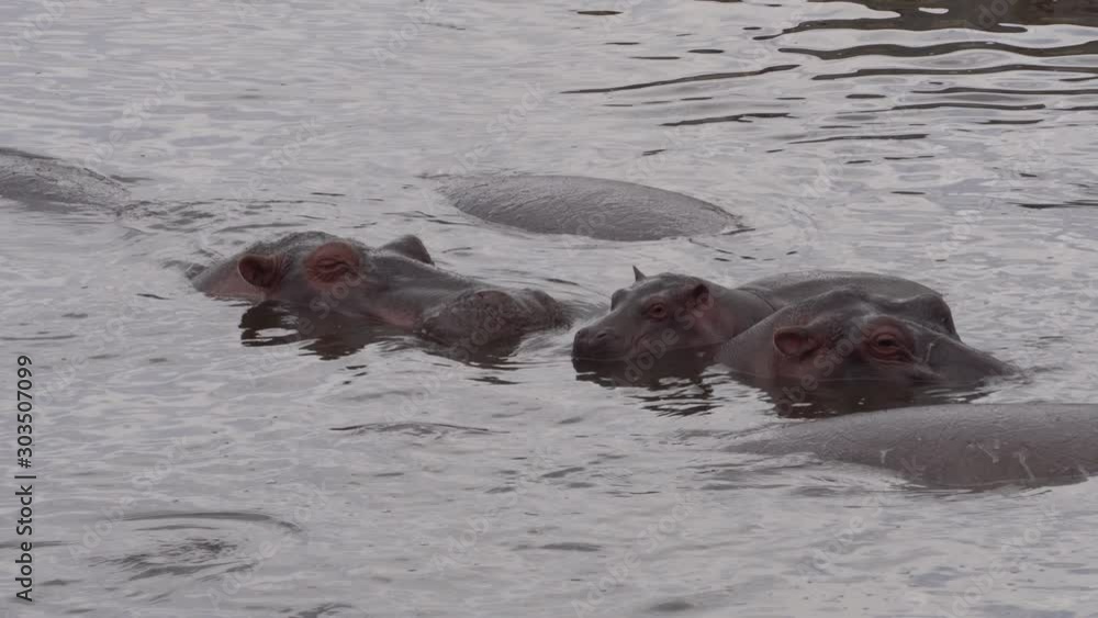Heads of Hippopotamus aka Hippo Over Muddy Water Surface. Animals in ...