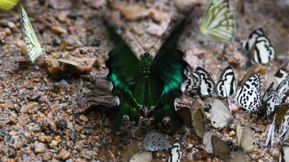 Paris Peacock Butterfly, Papilio Paris, is feeding on minerals on the ...