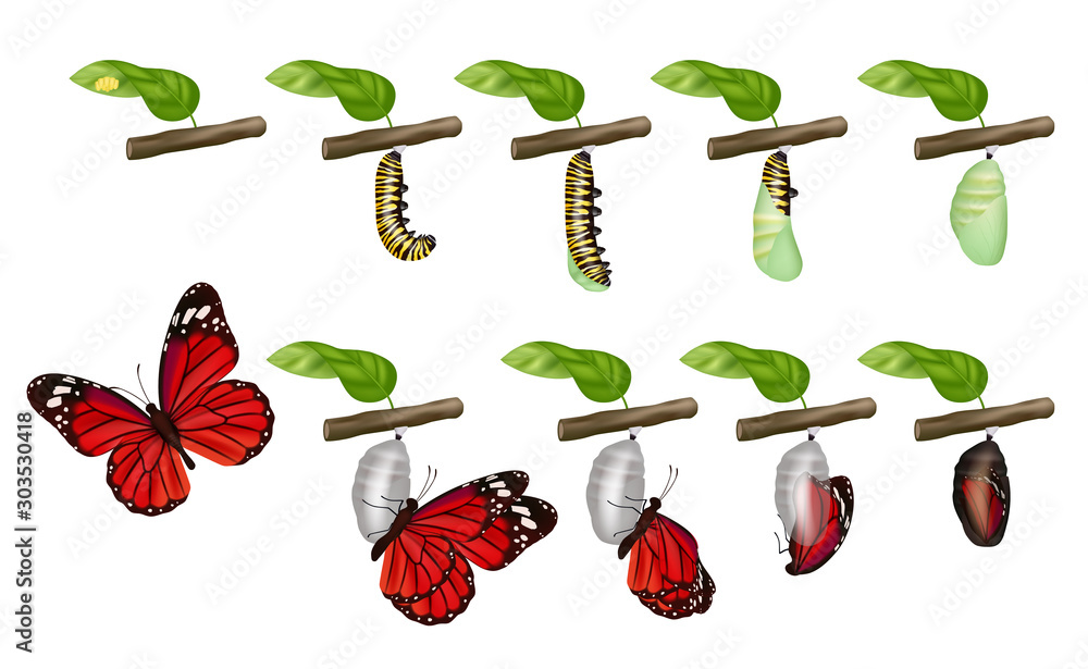 Vektorová grafika „Butterfly cycle. Life of insects larva cocoon grub ...