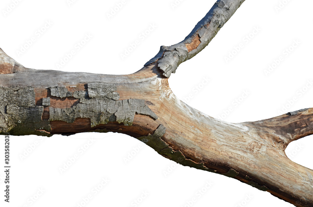 Ast von einem abgestorbenen Baum foto de Stock | Adobe Stock