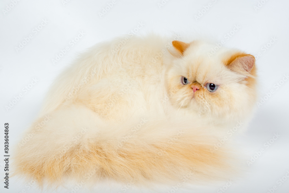 Red And White Persian Cat