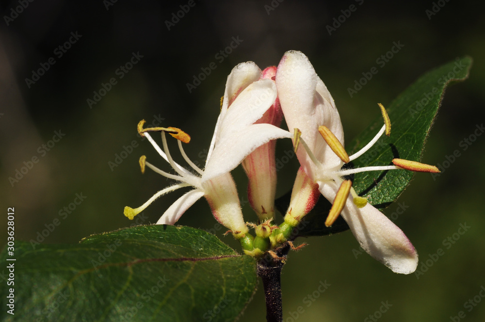 Lonicera arborea Honeysuckles species of honeysuckle with white flowers ...