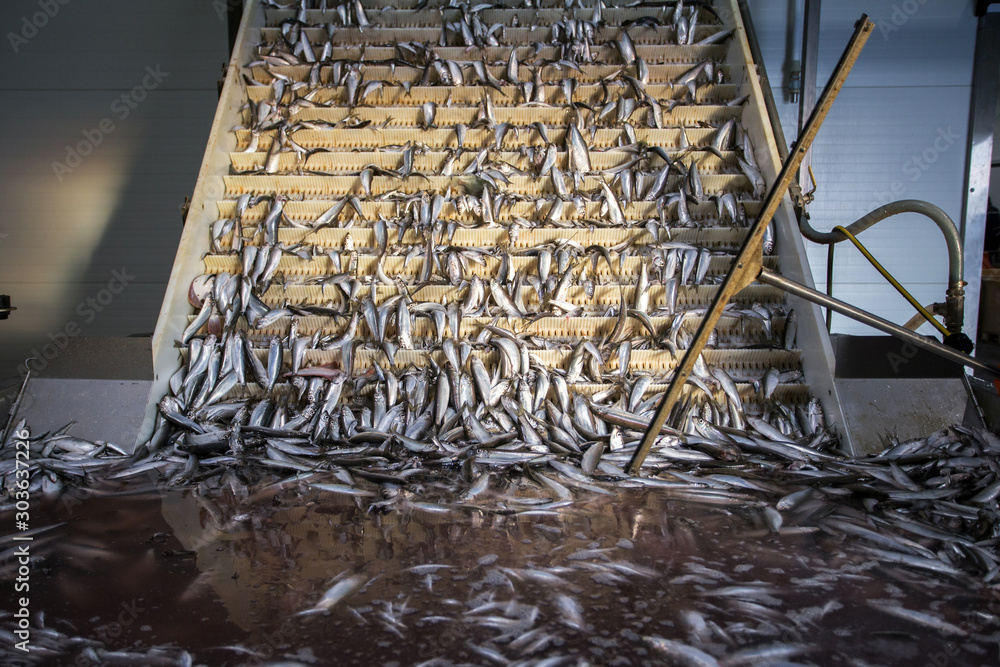 fish conveyor, in the fish processing workshop Stock Photo | Adobe Stock