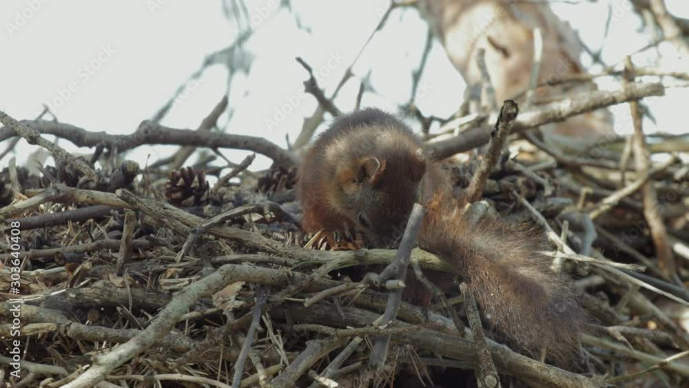 Baby squirrel falling asleep in a bird’s nest. Wildlife, animal ...