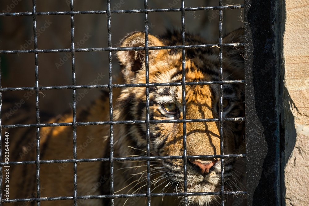 young tiger in a cage, close-up Stock Photo | Adobe Stock