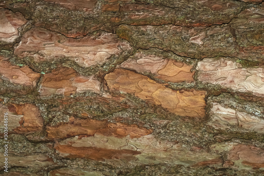 Rinde der Waldkiefer, Pinus sylvestris Stock Photo | Adobe Stock