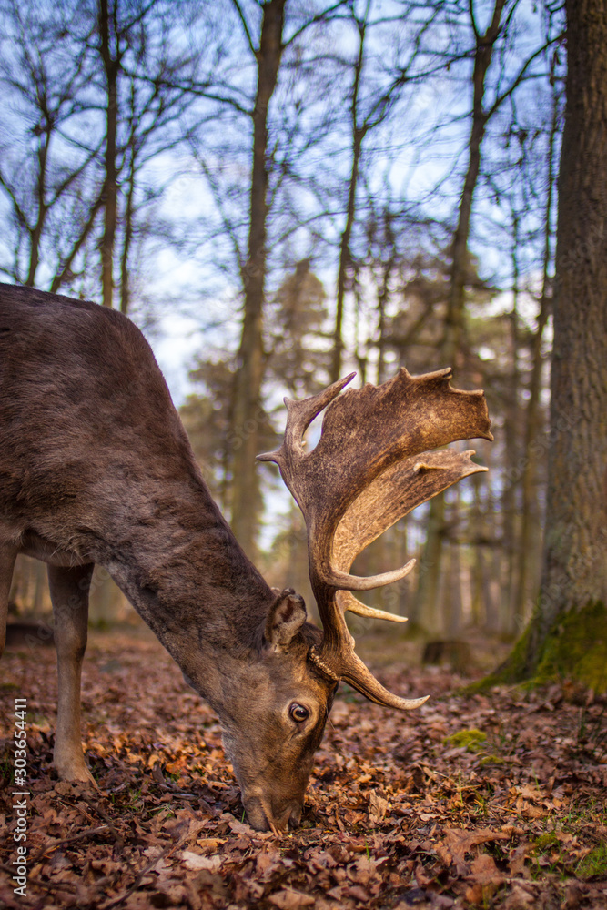 Europäischer Damhirsch (Dama dama dama) Stock Photo | Adobe Stock
