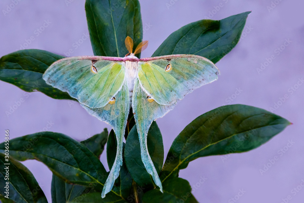 Luna moth with wings spread on a dark green plant with blue grey ...