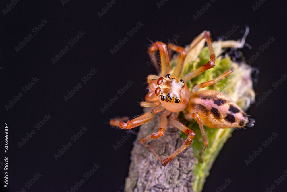Beautiful tiny female Wide-jawed Jumping Spider (Salticidae, Euophryini ...