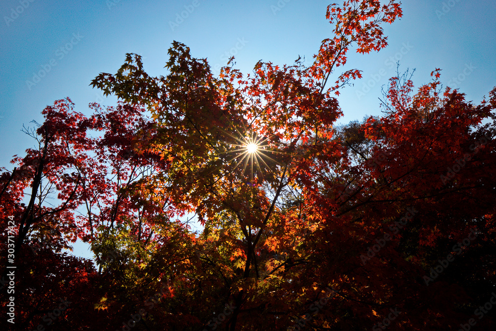 NAMI ISLAND, S. KOREA - OCTOBER 27, 2019: Beautiful landscape inside ...